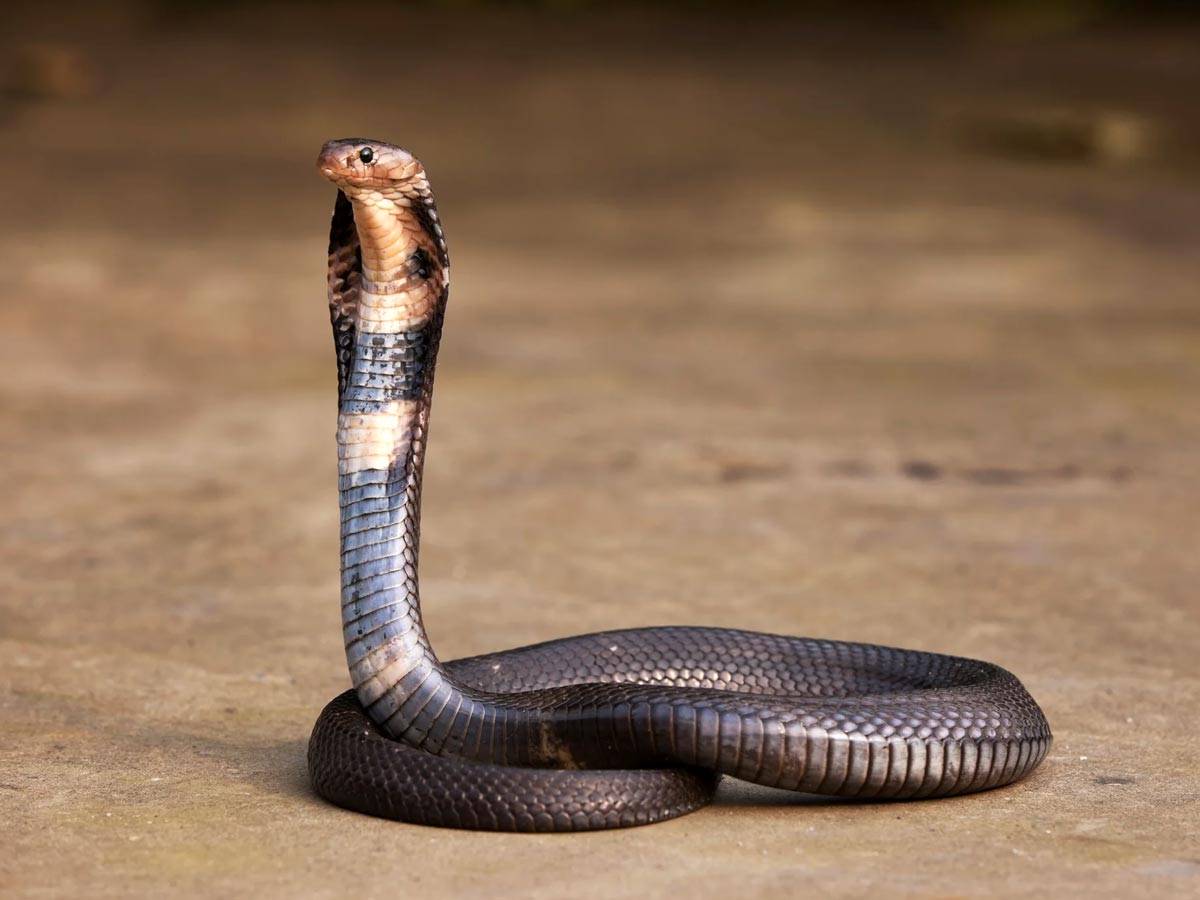 brief history of snakes : Latest News, Articles, Stories & Videos on ...